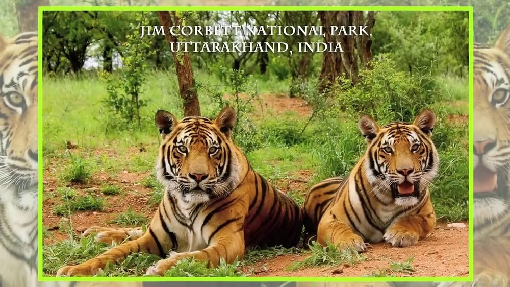 13 Most Intriguing Facts Related To Jim Corbett National Park ...